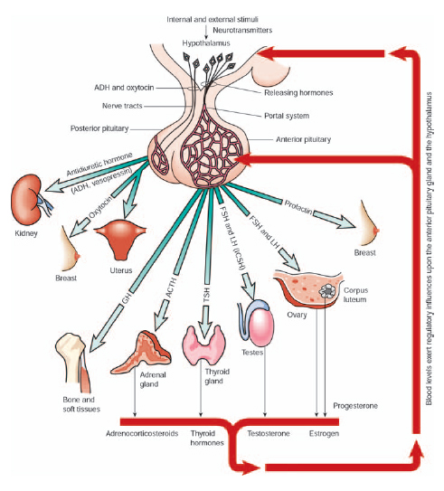 Pituitary Gland Hormones And Their Functions